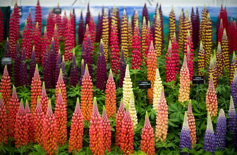 RHS Chelsea Flower Show 2021 - British Association of Landscape Industries RHS Chelsea Flower Show 2021 - British Association of Landscape Industries