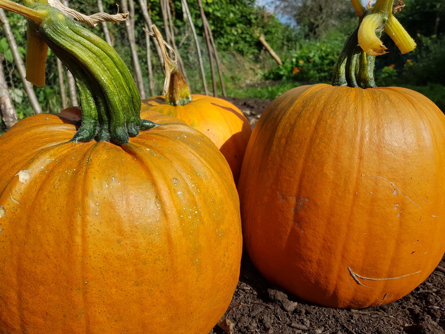 How to ripen your Halloween pumpkins - British Association of Landscape ...
