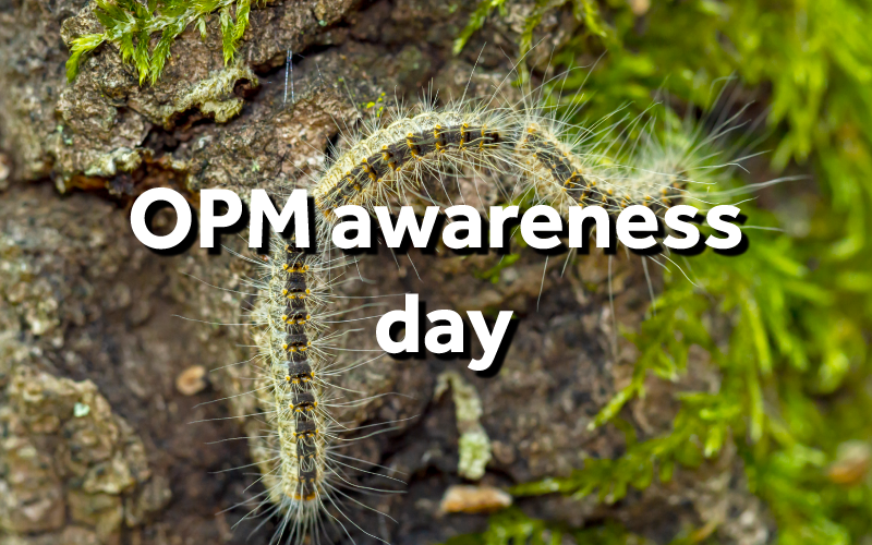 Oak processionary moth presentation and event - British Association of ...