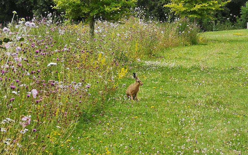 Wildflower Turf Ltd. Launches New Product Range to Facilitate ...