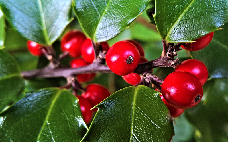 BALI investigation reveals shortage of native plants - British ...