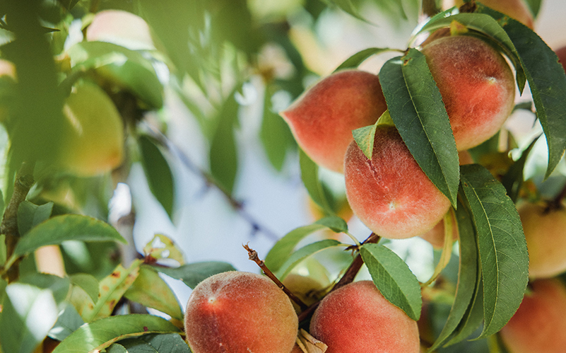 Transition from PEACH to IPAFFS postponed - British Association of ...