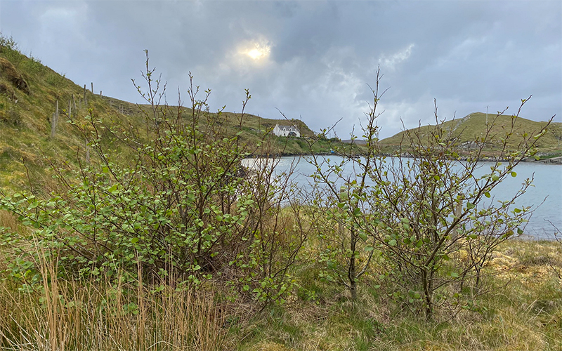 Tivoli supports Aird na Cille rewilding project - British Association ...