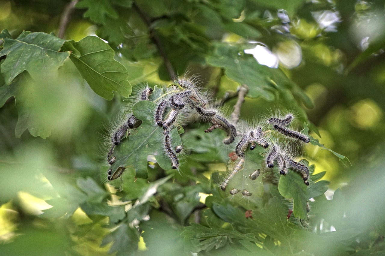 Oak Processionary Moth identified in Derbyshire - British Association ...