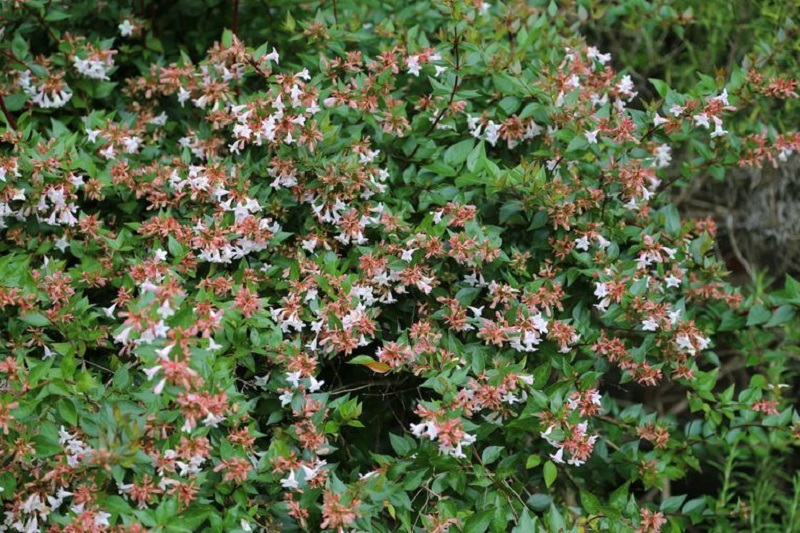 Shrubs for autumn flowers and foliage - British Association of ...