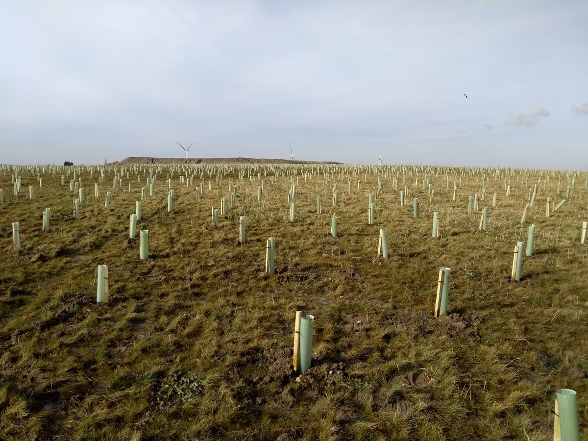 Green-tech protect 29,500 planted trees at East Midlands quarry ...