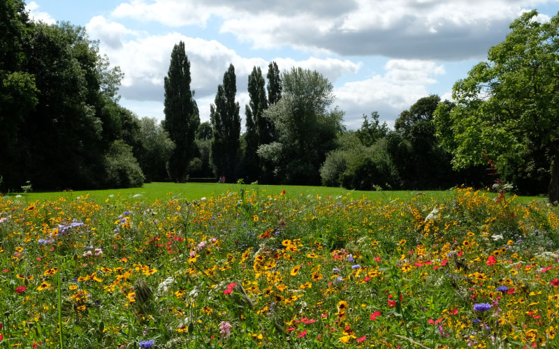 Biodiversity Net Gain plan released - British Association of Landscape ...