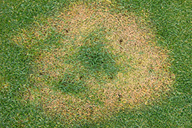 'Lawn' Enforcement - Is Fusarium affecting your lawn? - British ...