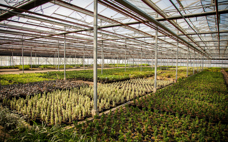 Greenwood Plants launches Watch It Grow – its contract growing service ...