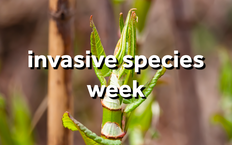 Invasive species week: combatting invasive species through action ...