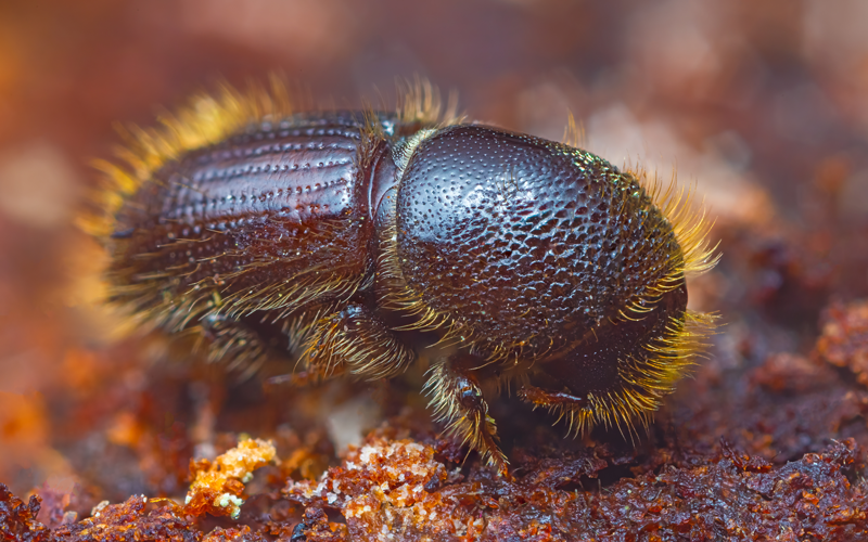 Ips typographus update - British Association of Landscape Industries