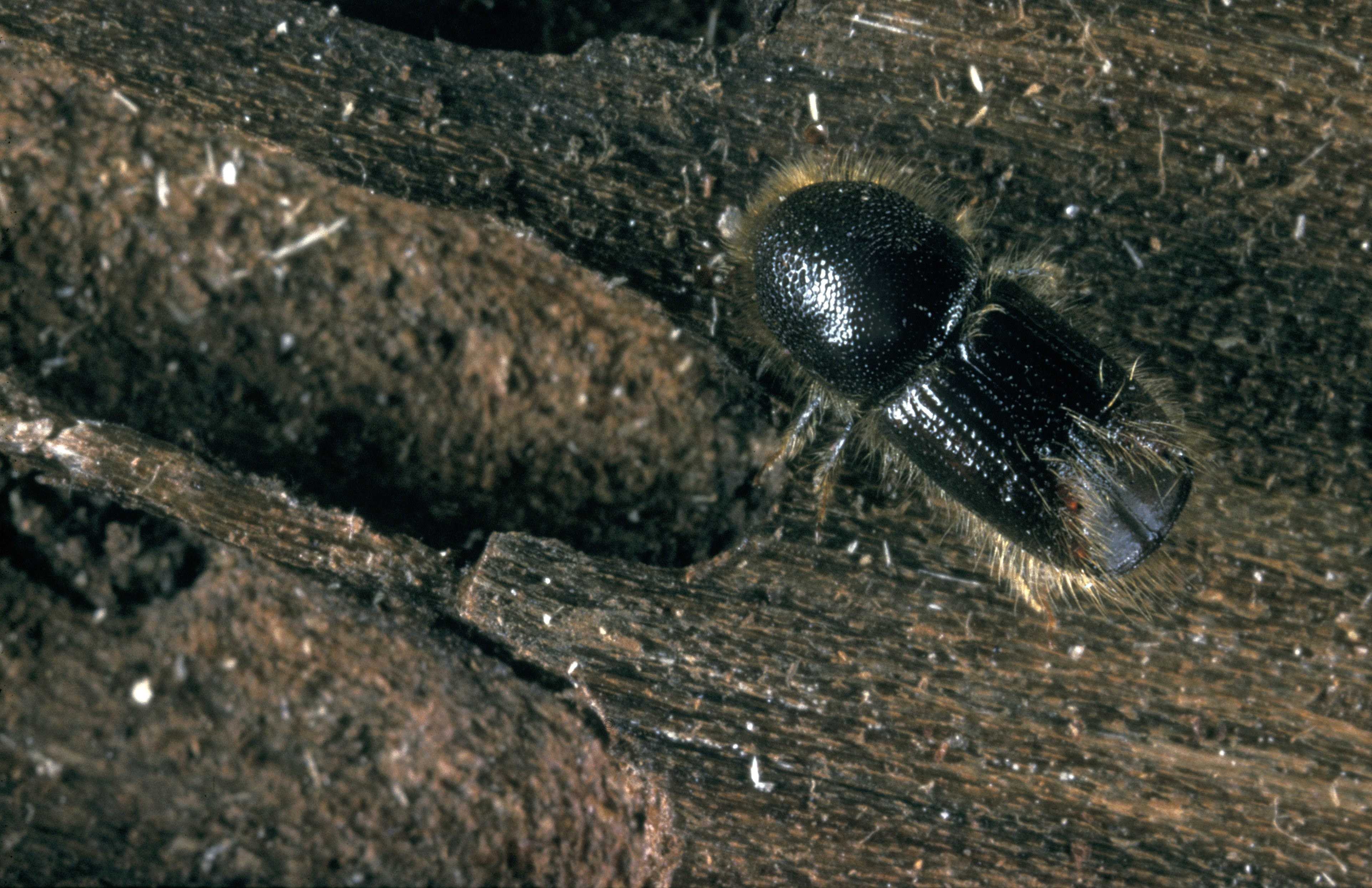 Forestry Commission identify eight-toothed spruce bark beetle - British ...