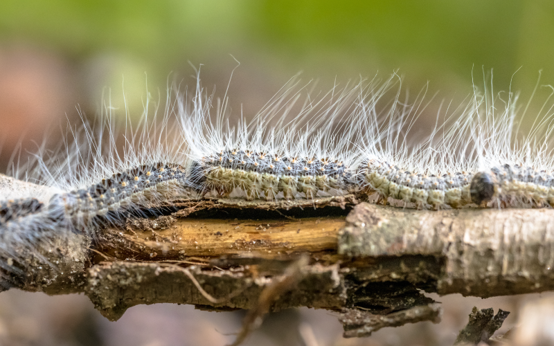 Plant Oak Processionary Moth (OPM): Update - British Association of ...