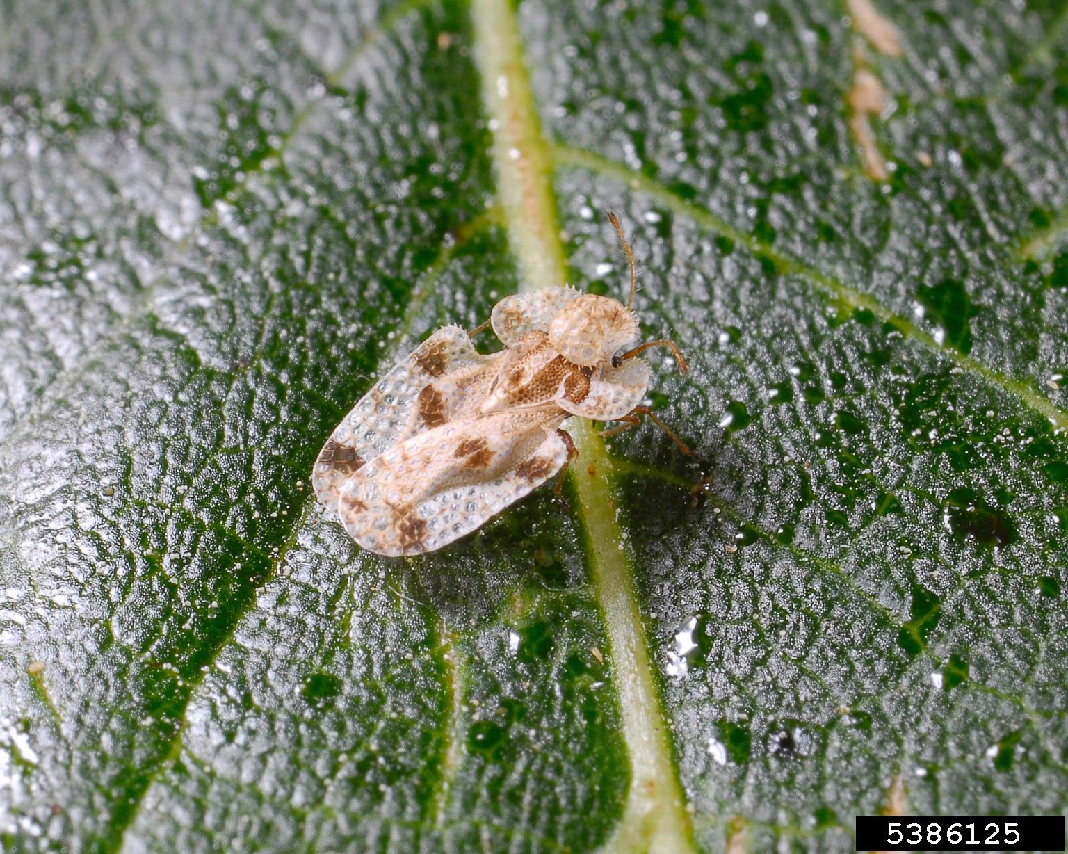 Plant pest and disease factsheets released by Defra - British ...