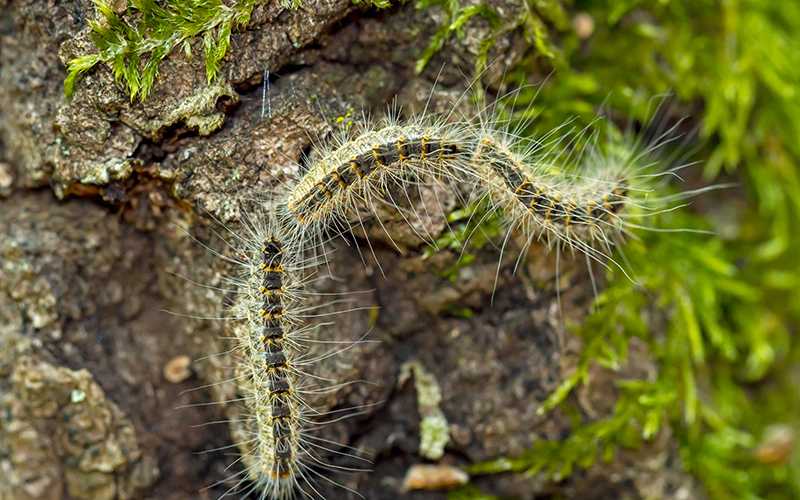 Tree Council launch Oak Processionary Moth toolkit - British ...