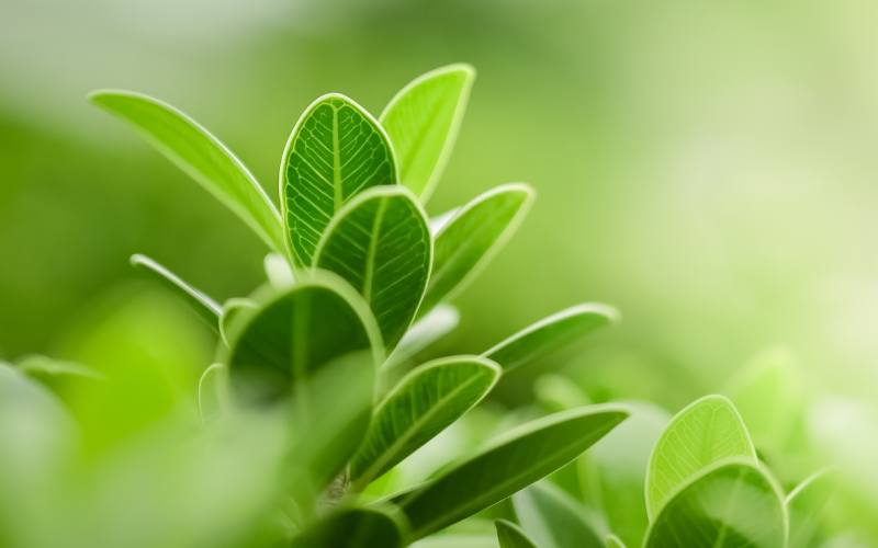 PEACH system to close from April 2024 - British Association of ...