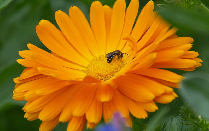 RHS Relaunches Plants for Pollinators List - British Association of ...