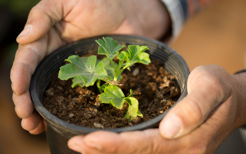 New plant import rules to apply from July 2022 - British Association of ...