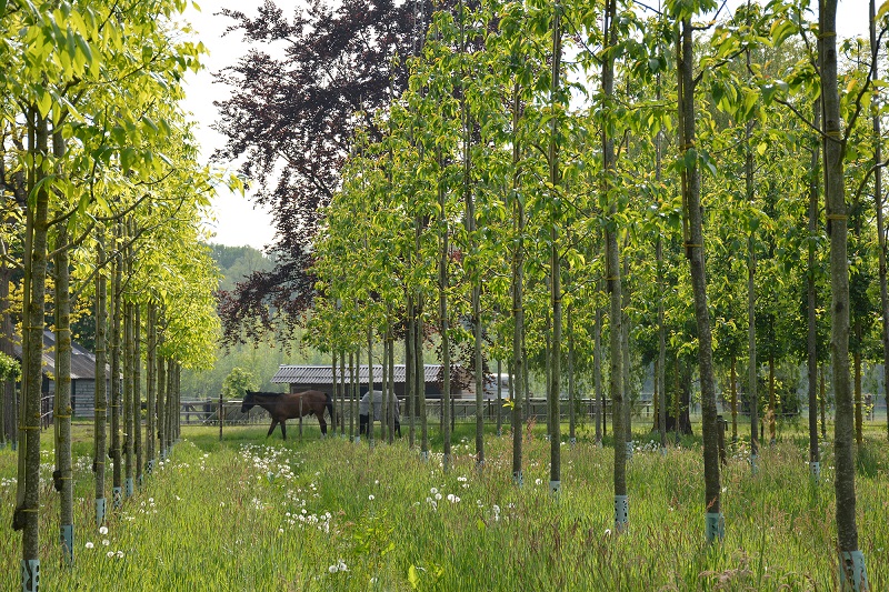 Organic trees available at Van den Berk Nurseries - British Association ...