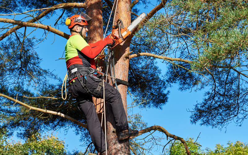 Injuries arising from tree works - British Association of Landscape ...