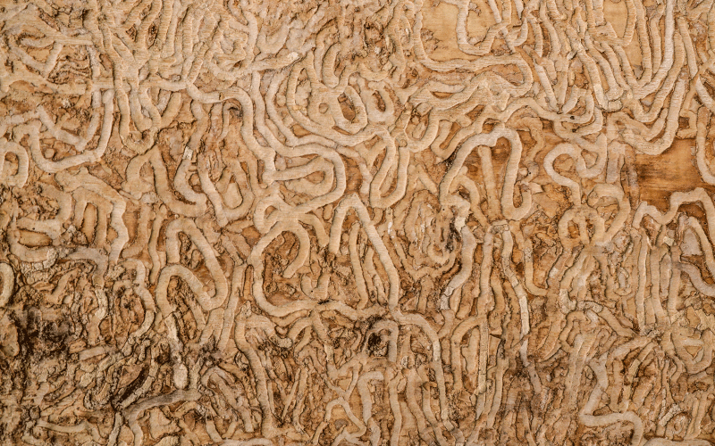 Plant Health: Defra Tweaks Regulations and MPs Hear from Industry ...