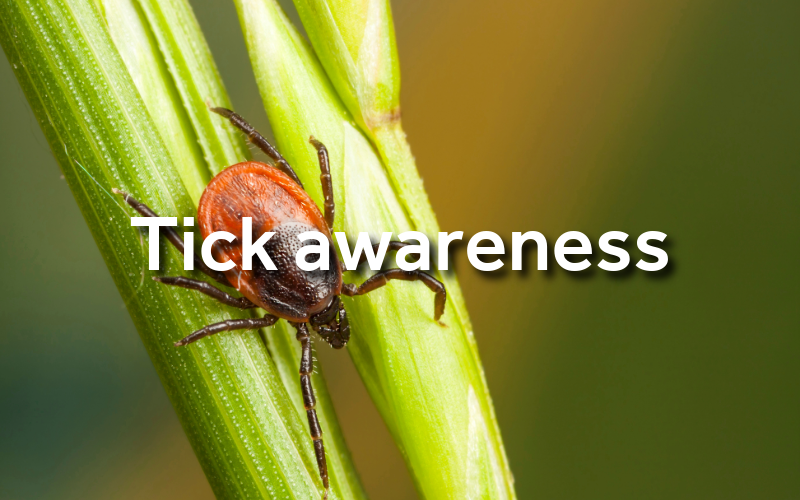 Staying protected on site: Tick awareness - British Association of ...