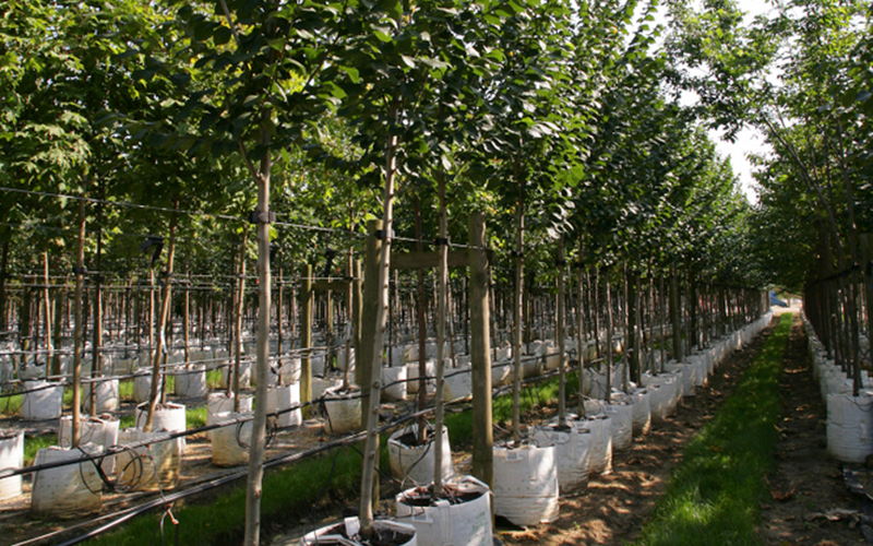 Barcham Trees gain key environmental certificate - British Association ...