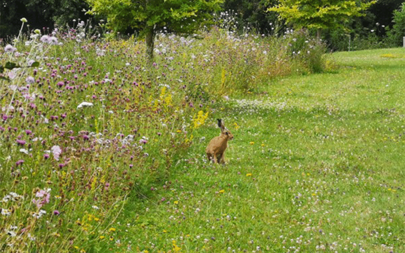 ‘Not all wildflower turf is created equal: the difference is in the ...